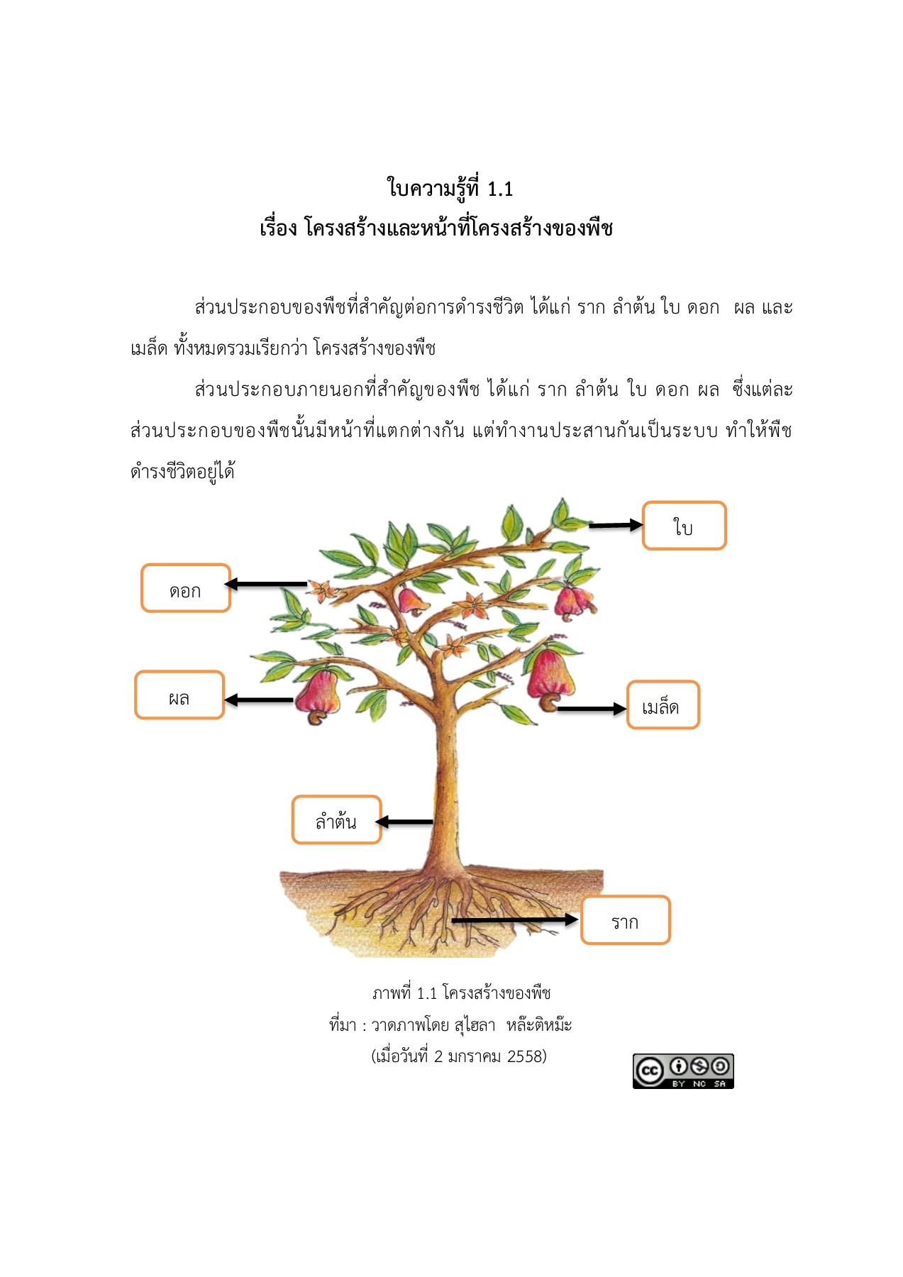 โครงสร้างของพืช - sahaila.muno - หน้าหนังสือ 1 | พลิก PDF ออนไลน์ ...