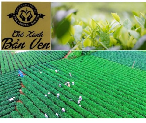 Chè xanh Bản Ven