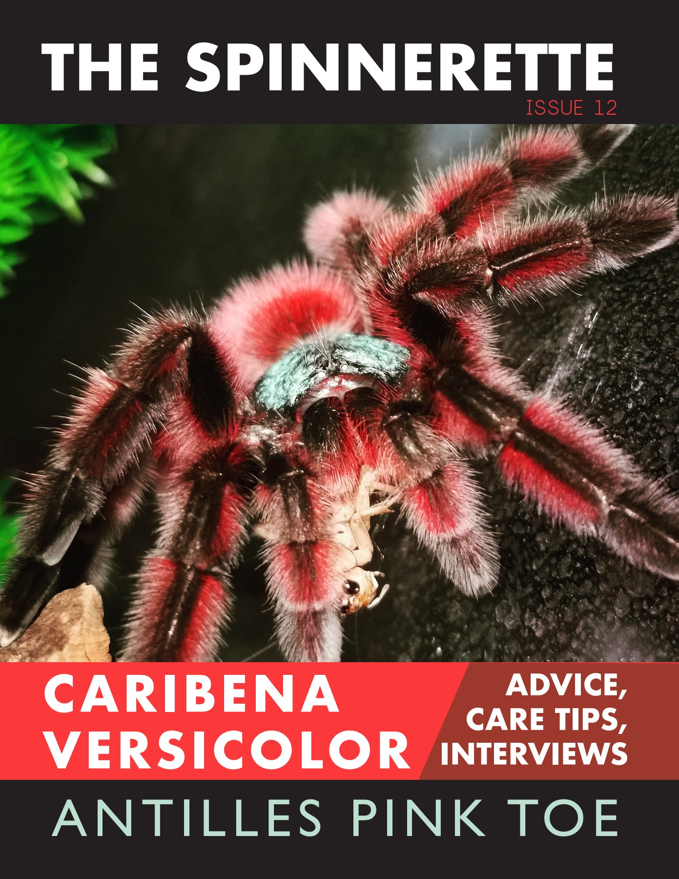 The Spinnerette Issue 12: Caribena versicolor - beutifulmagazine - Page ...